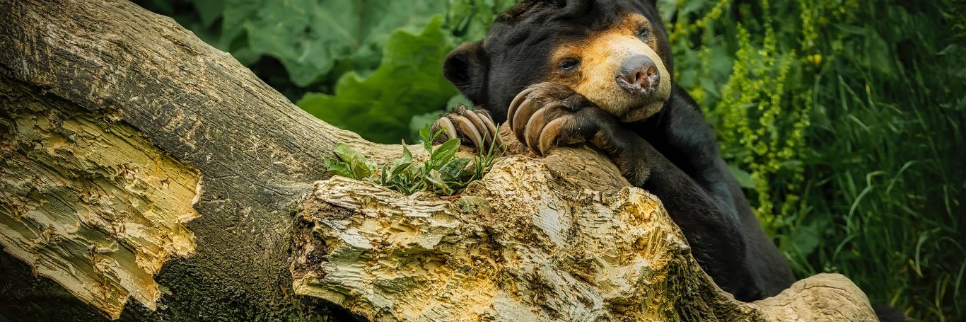 Our elephant angel at Belfast Zoo
