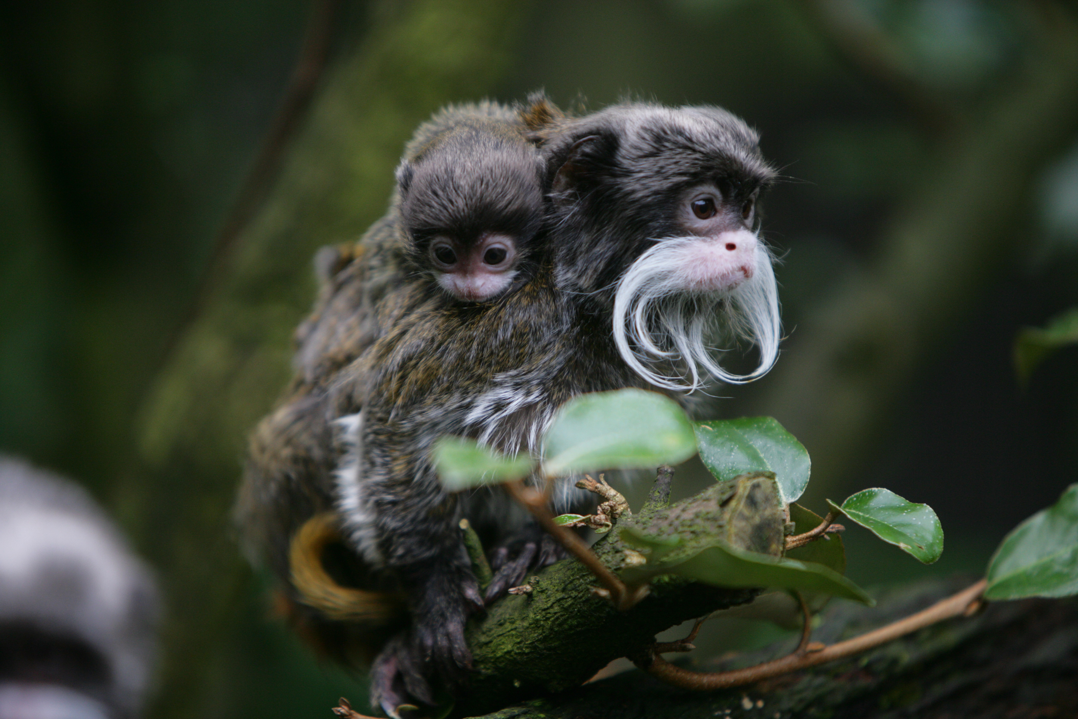 Emperor Tamarins
