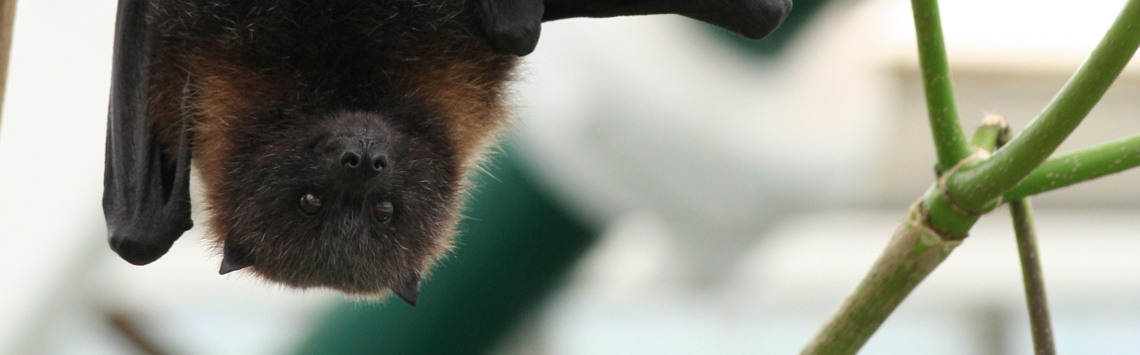 Rodrigues fruit bat at Belfast Zoo