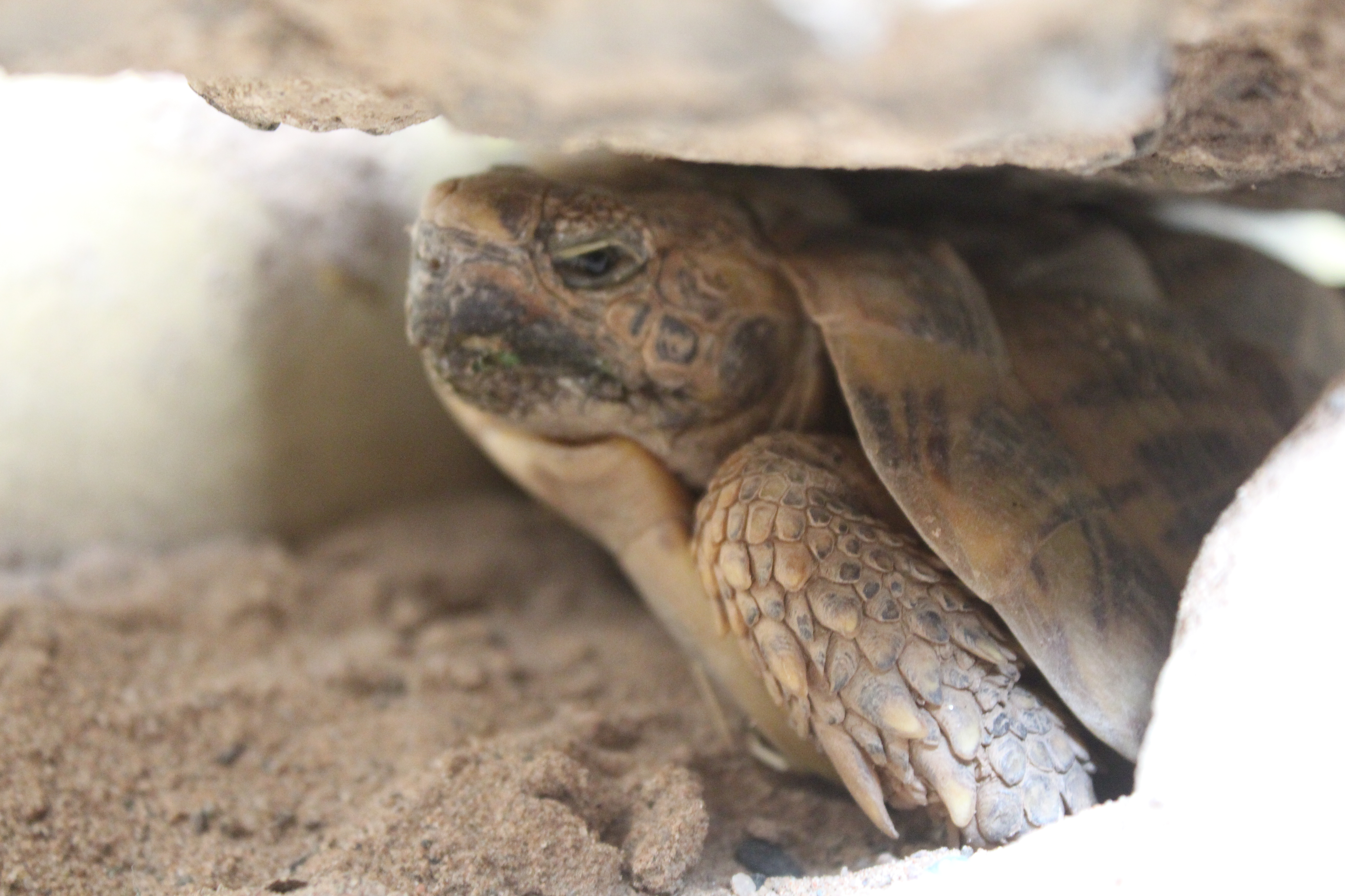 Pancake tortoise at Belfast Zoo