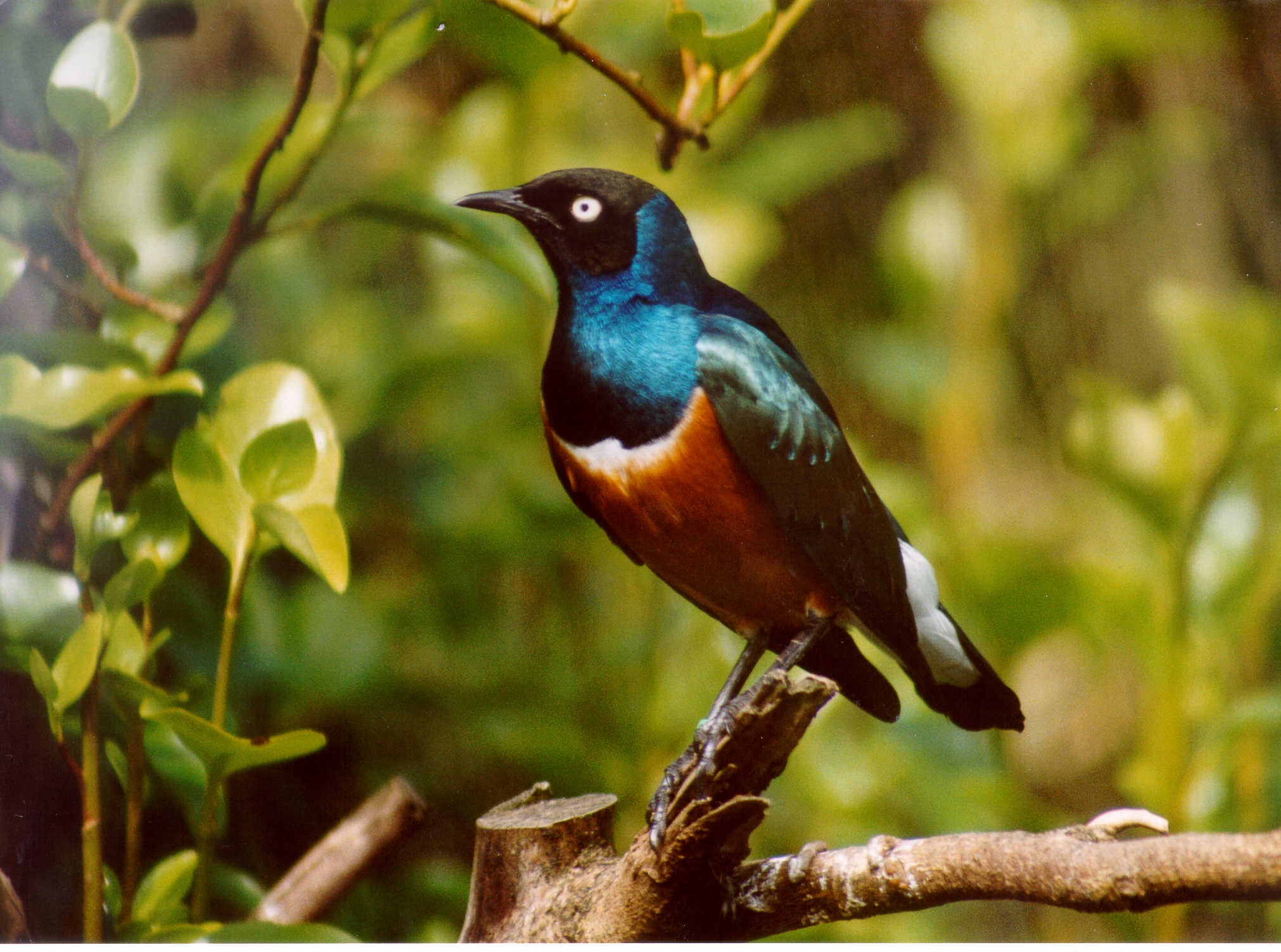 Super Starling Superb Starling