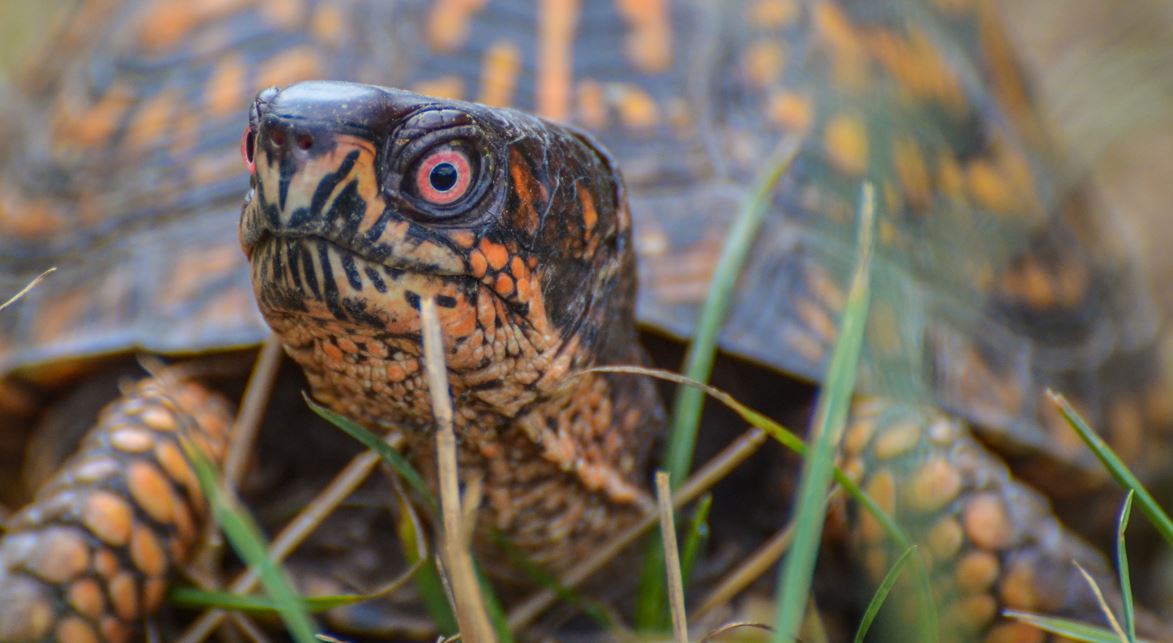 Common box turtle at Belfast Zoo