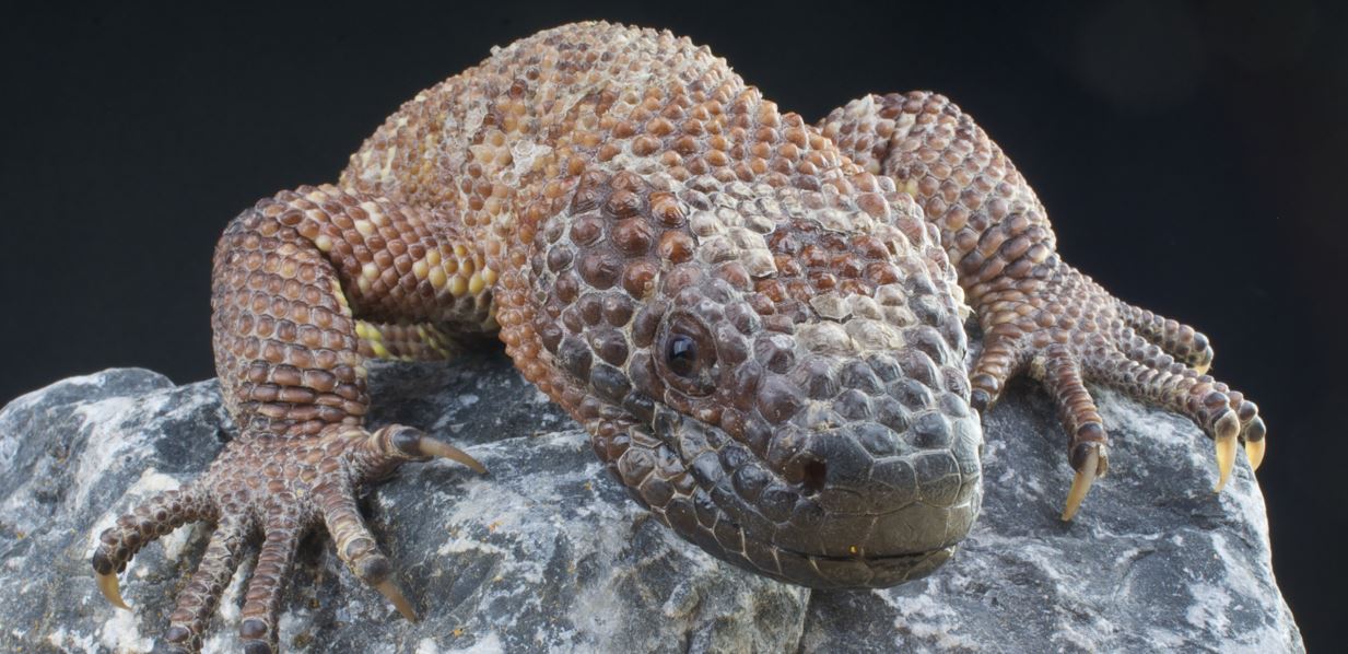 Beaded lizard at Belfast Zoo