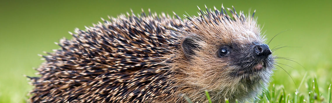 European hedgehog at Belfast Zoo