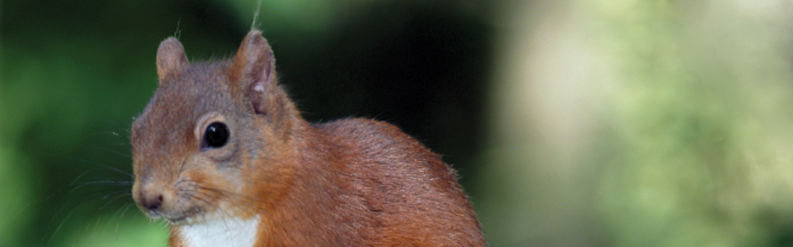 Red squirrel at Belfast Zoo