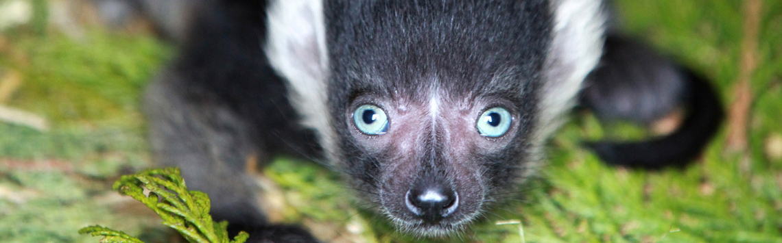 White-belted ruffed lemurs at Belfast Zoo
