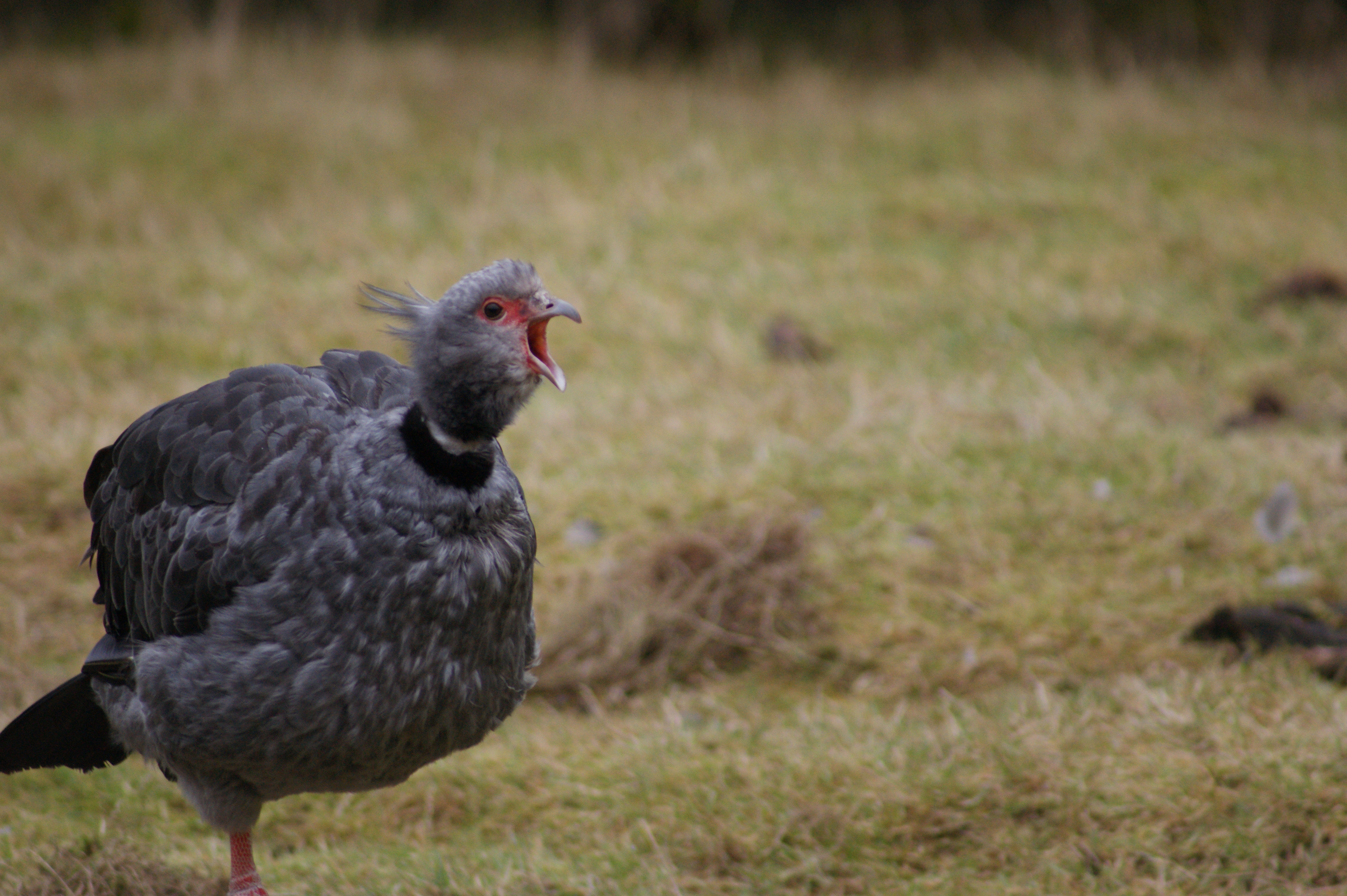 Southern screamer at Belfast Zoo