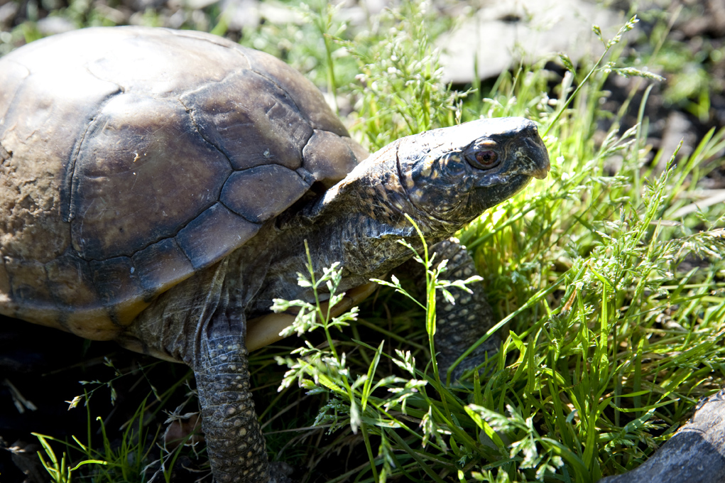 Mediterranean tortoise at Belfast Zoo