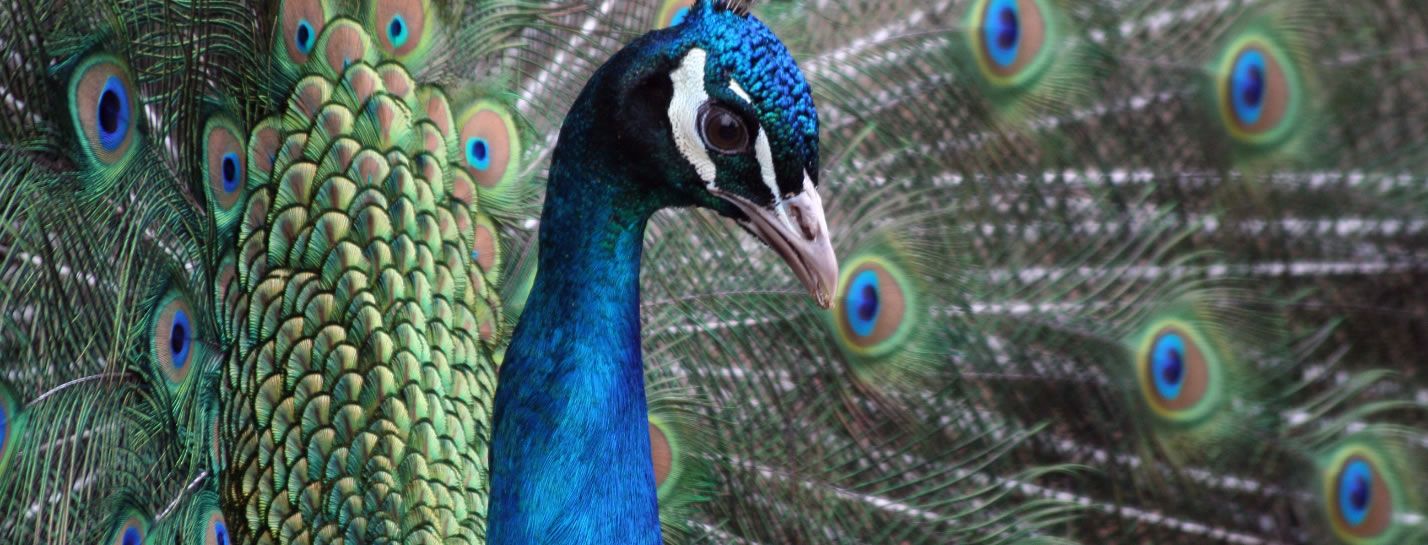 Belfast Zoo tickets and prices