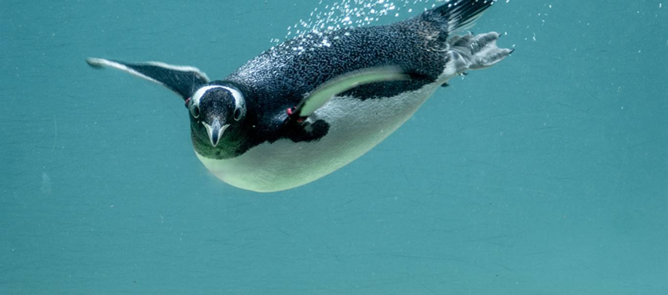 All our animals at Belfast Zoo