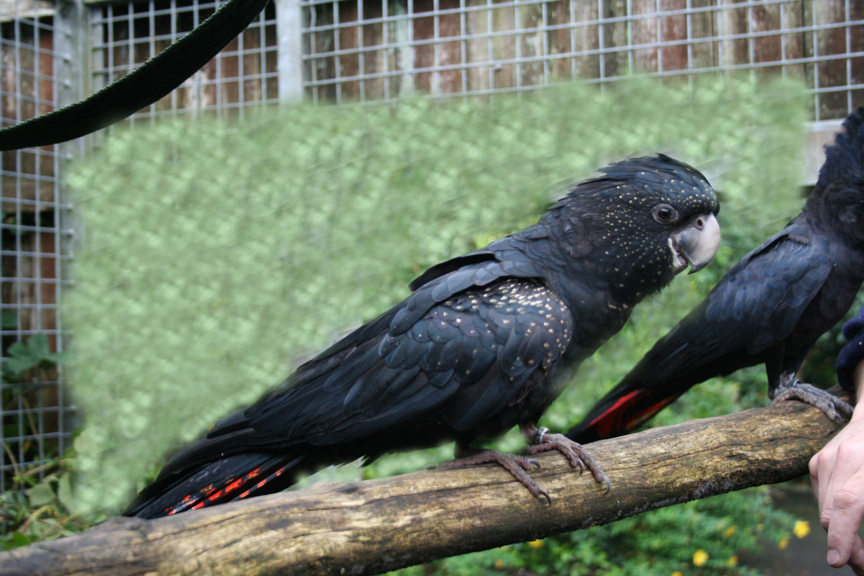 Red Tailed Black Cockatoo Red Tailed Black Cockatoo Facts, Care As