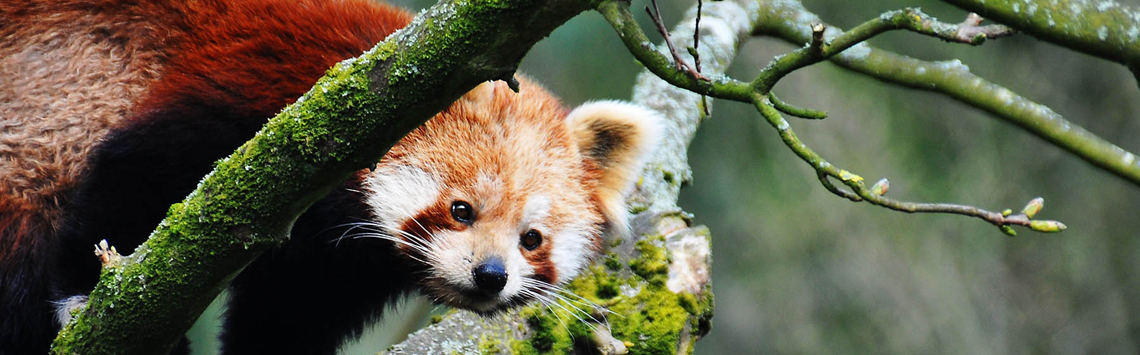 Red pandas at Belfast Zoo