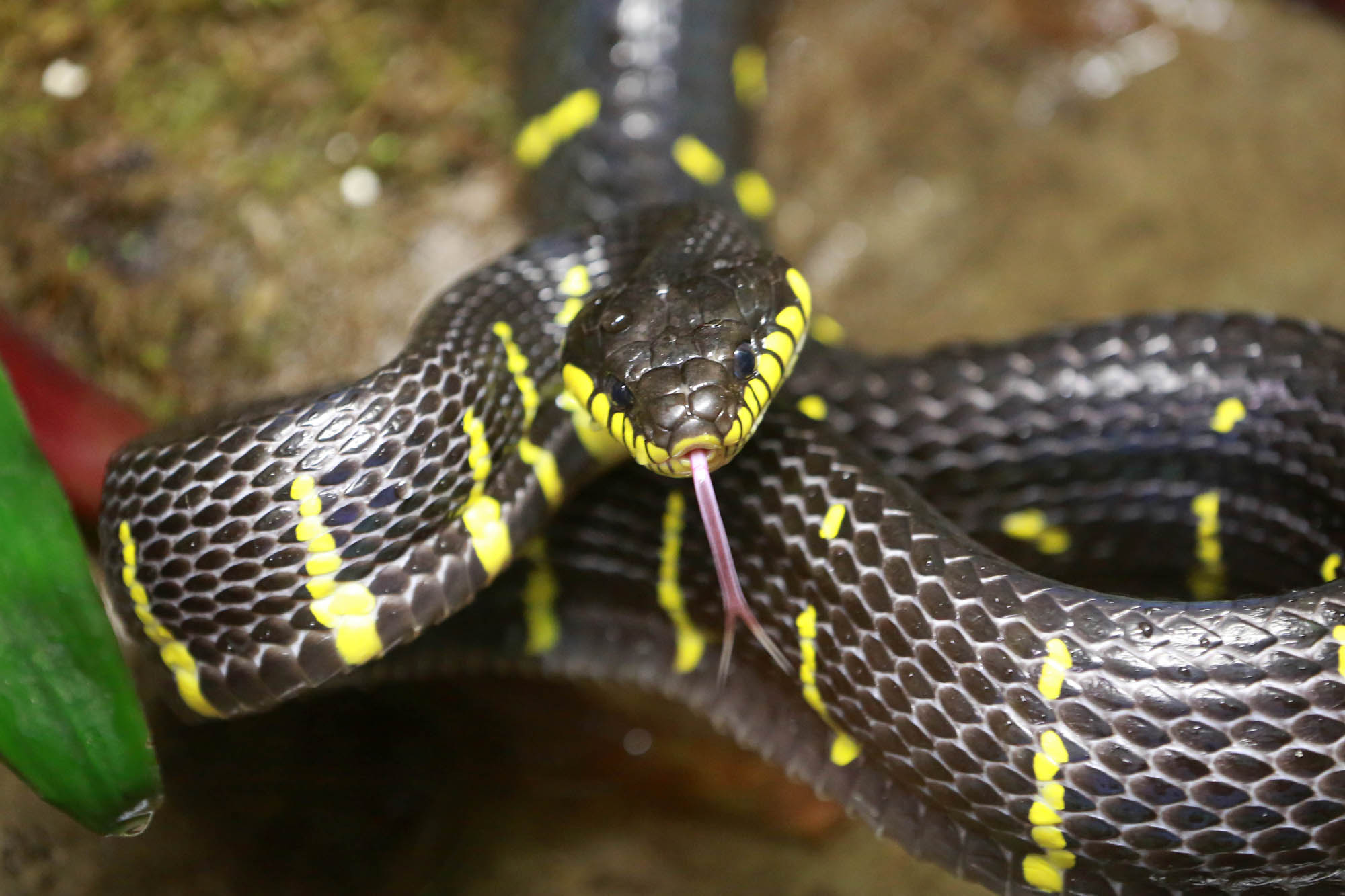 Mangrove snake at Belfast Zoo
