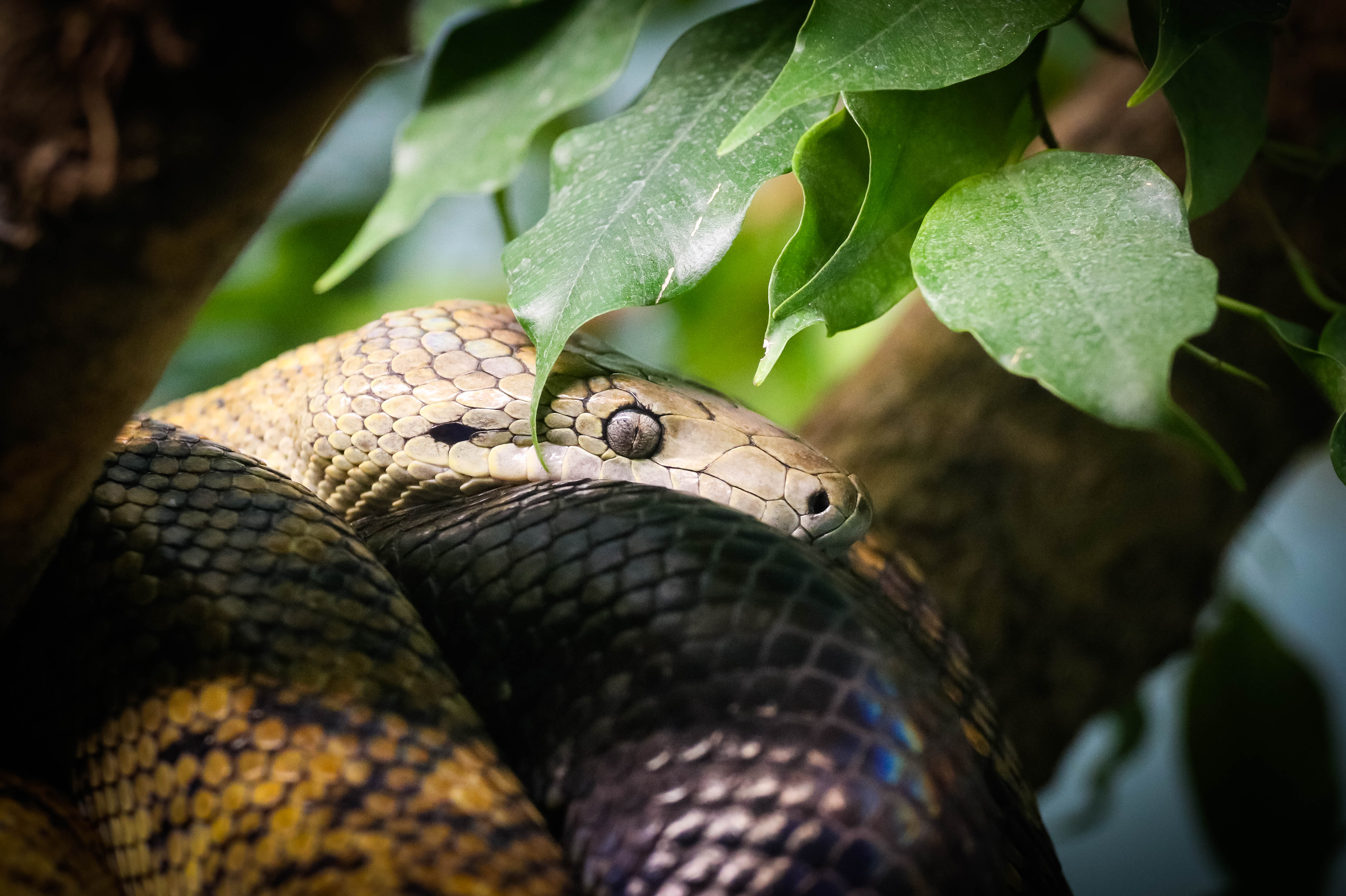Jamaican boa at Belfast Zoo