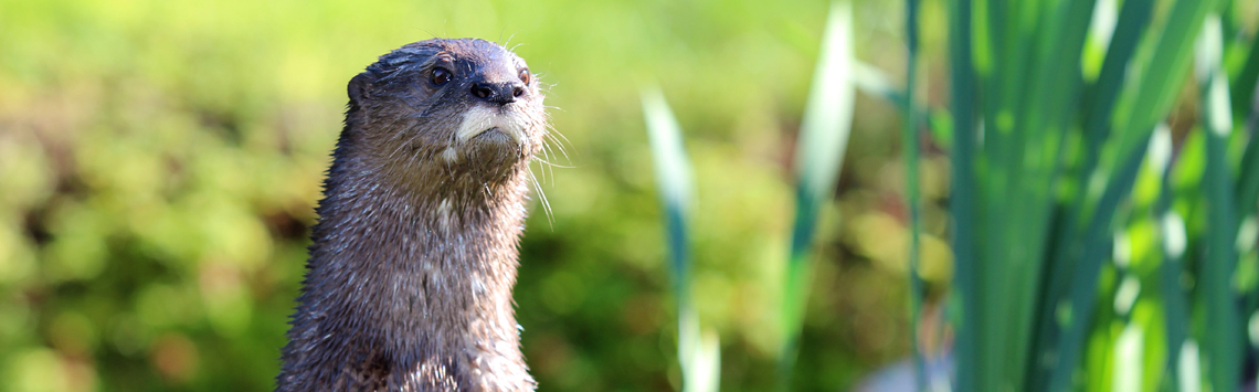 Spot-necked otter at Belfast Zoo