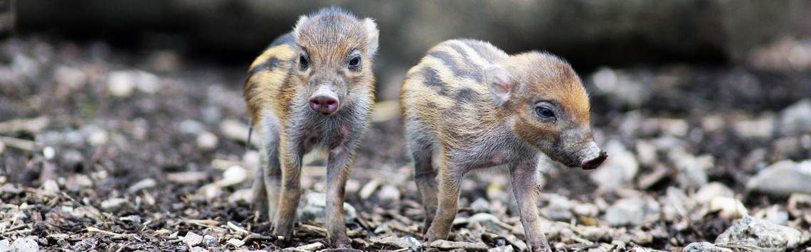 Visayan warty pig at Belfast Zoo