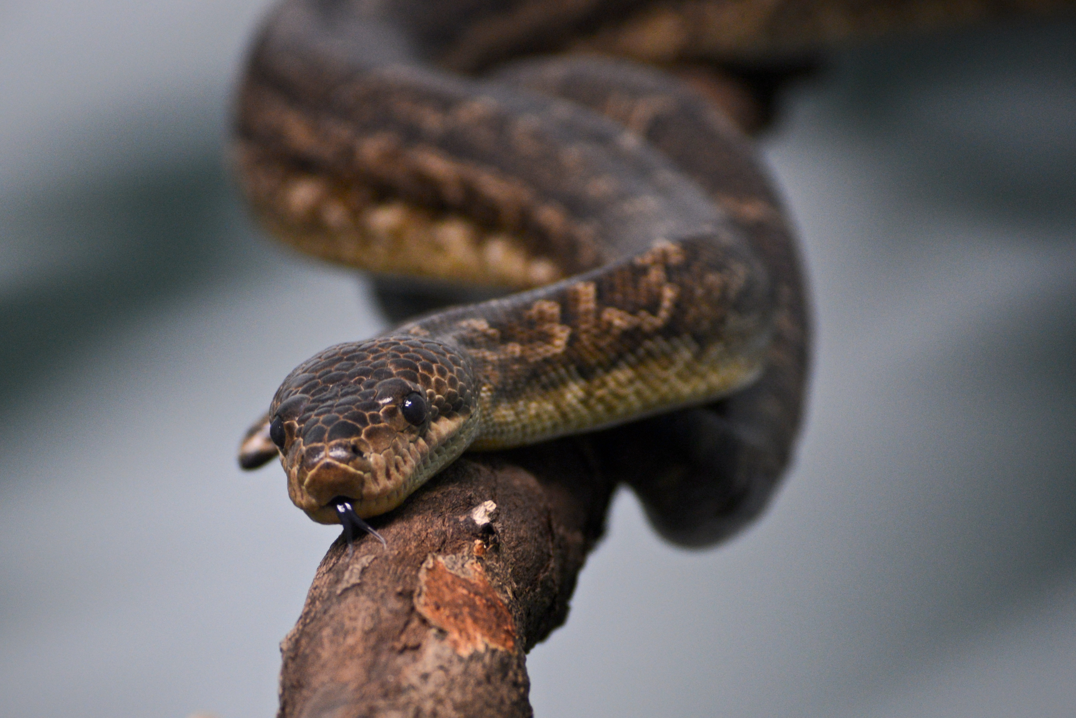 Cuban tree boa at Belfast Zoo