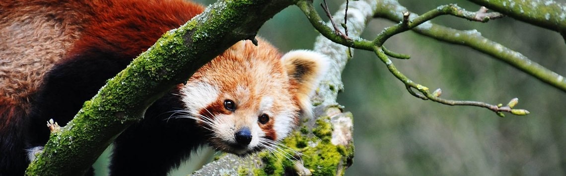 Red pandas at Belfast Zoo