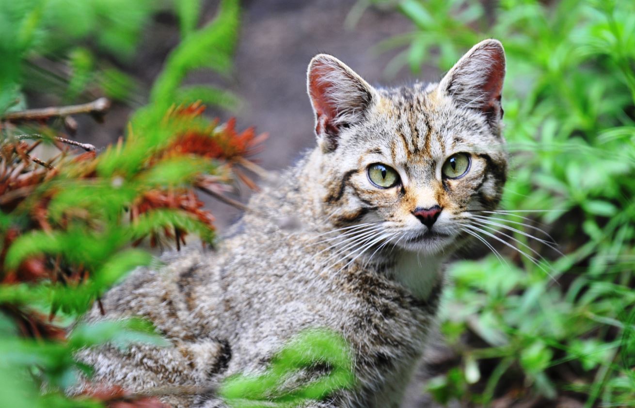 Native Species | Our animals at Belfast Zoo