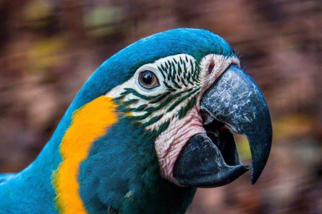 Blue-throated macaw at Belfast Zoo